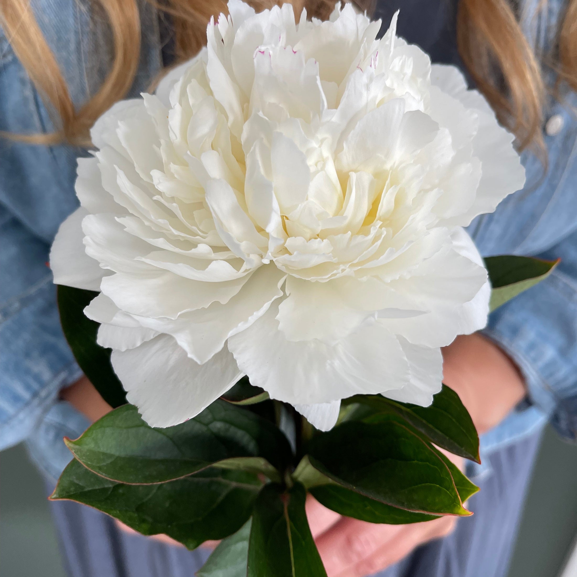 Planting Peony Tubers: A Guide to Beautiful Blooms – Prebbleton Peonies
