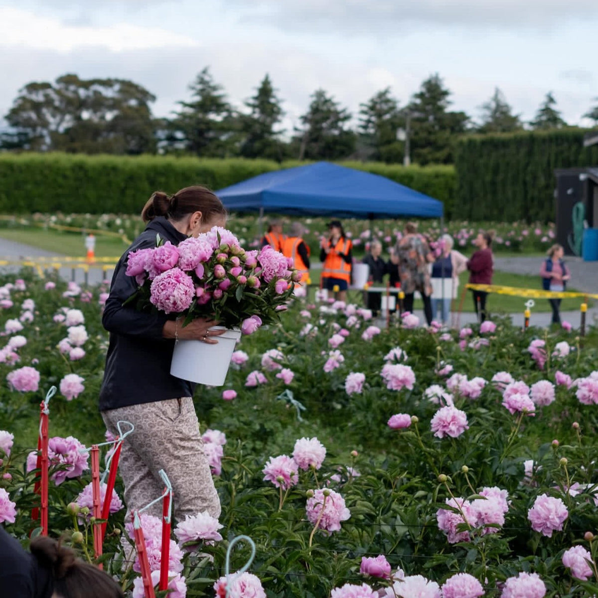 Experiences – Prebbleton Peonies