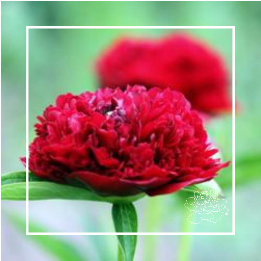 Our Varieties – Prebbleton Peonies